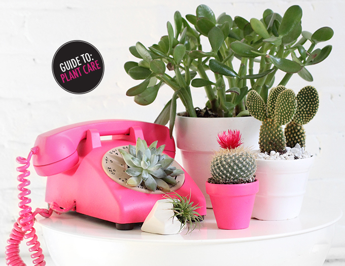 DIYer's Guide to #PlantCare - I SPY DIY