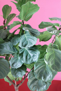 Pruning A Fiddle Leaf Fig Tree (I kept it alive for a year!!) - I SPY DIY